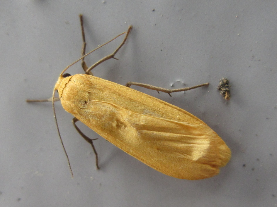 Tiger Moths and Allies from 대한민국 충청남도 천안시 동남구 on June 24, 2017 by ...