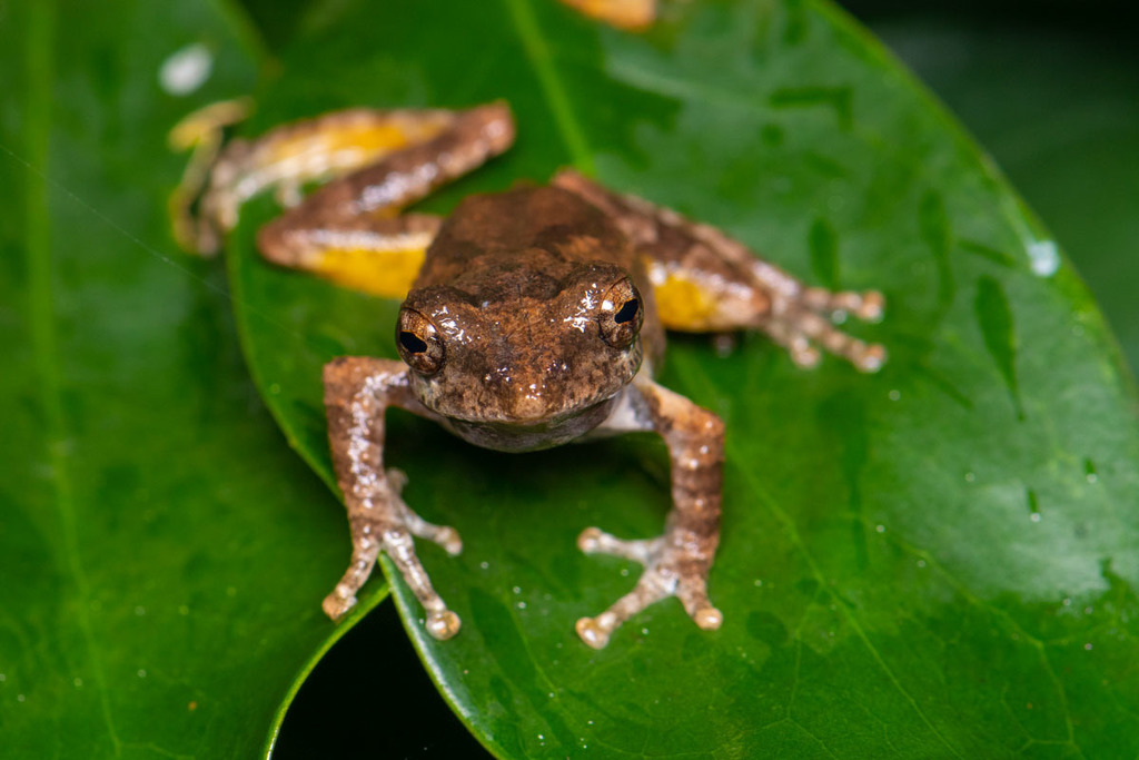Temple Tree Frog from 新 福 圳, 大溪區桃園市,Daxi,Taoyuen, Taiwan 335 on May 23 ...