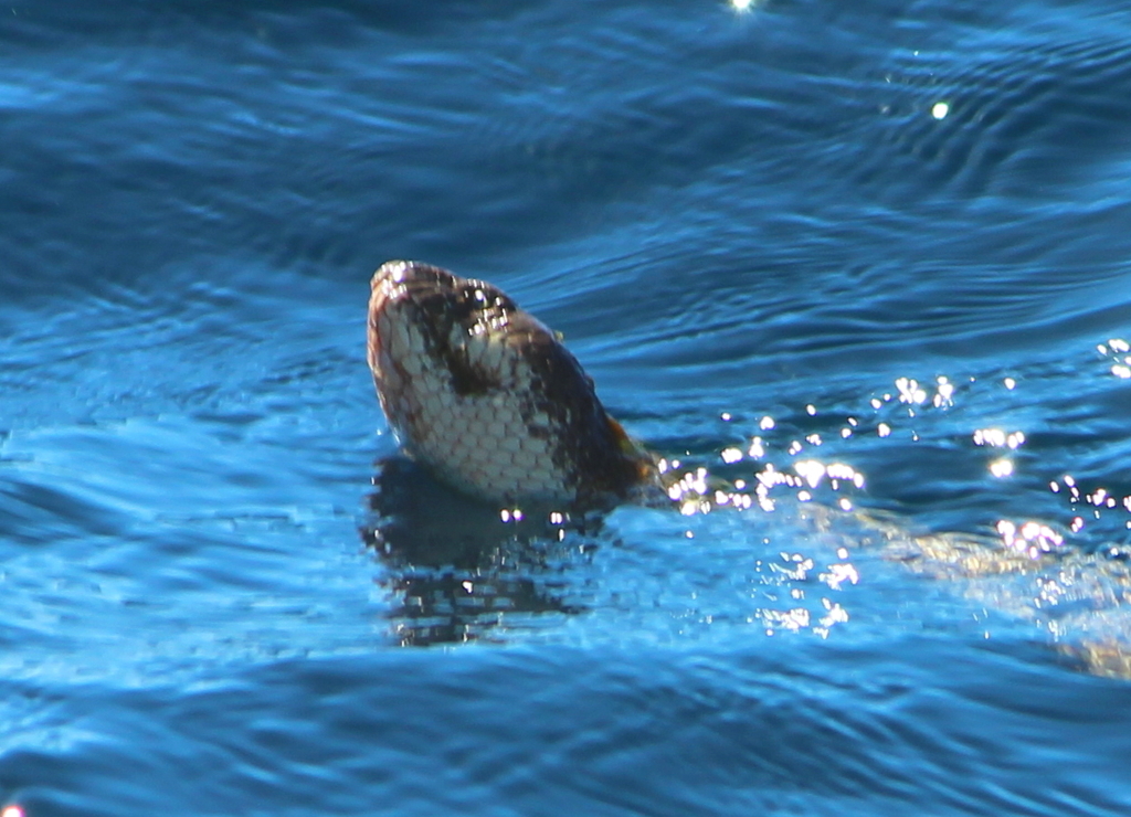 Stokes' Sea Snake from Exmouth, WA, Australia on June 19, 2019 at 01:38 ...