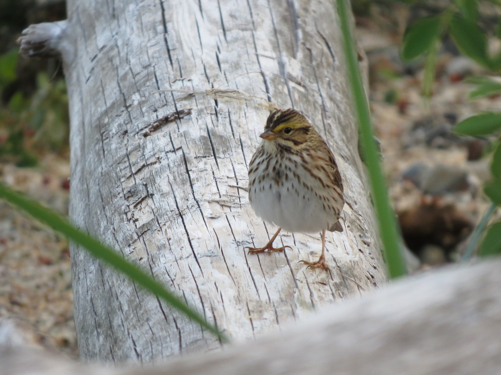 Savannah Sparrow from Courtenay, BC, Canada on May 21, 2020 at 09:03 PM ...