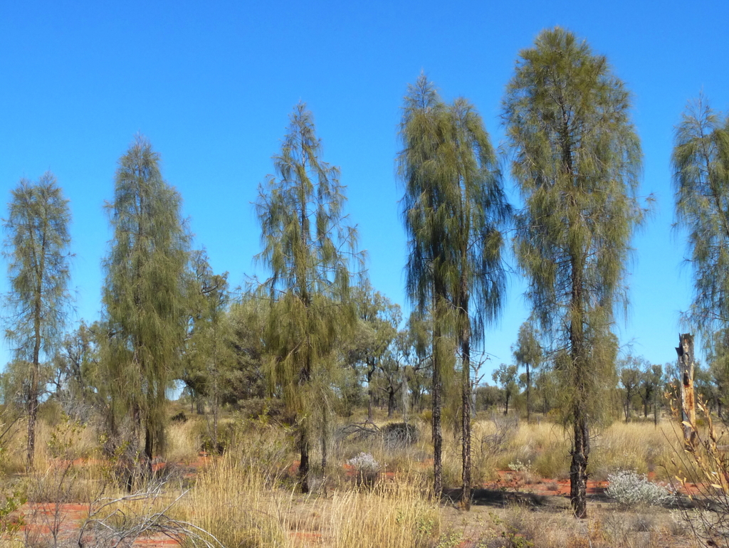 desert sheoak (Allocasuarina decaisneana) - Botanical Realm