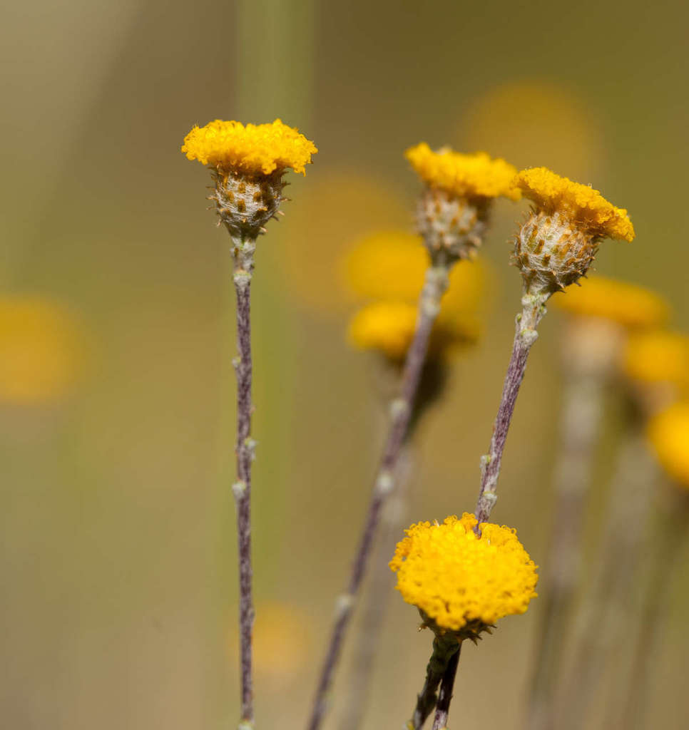 Scaly-buttons (VVP - EVC 132-61: Heavier-soils Plains Grassland ...