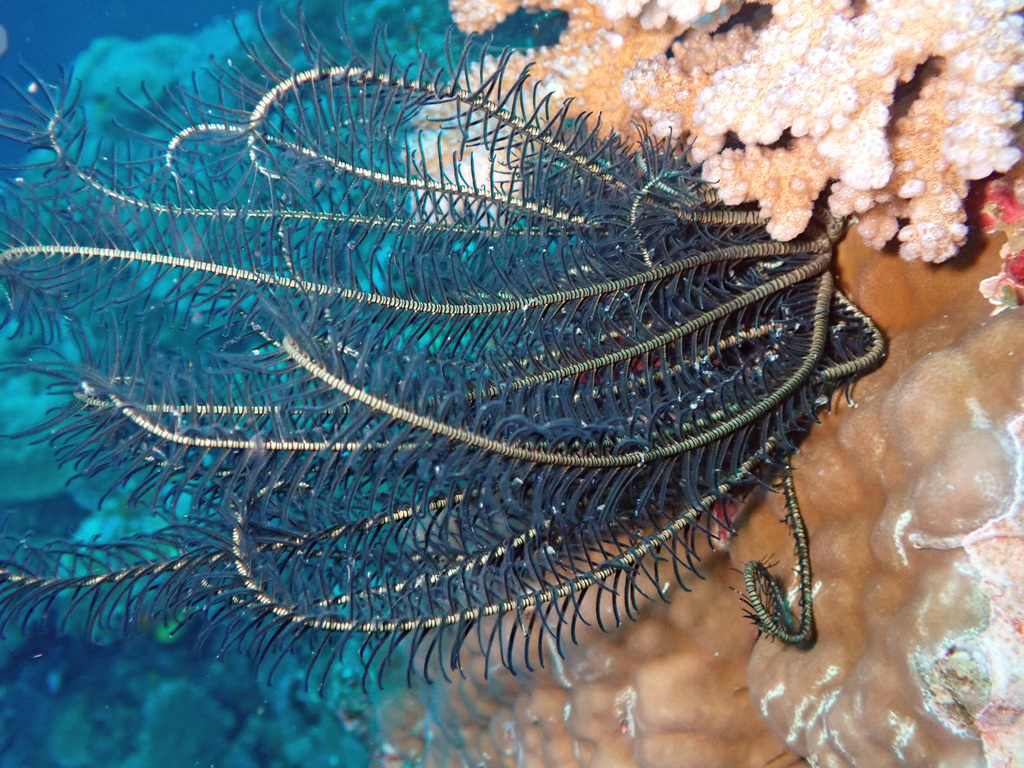 Common Crevice Feather Star from Melee bay on May 23, 2020 at 12:33 PM ...