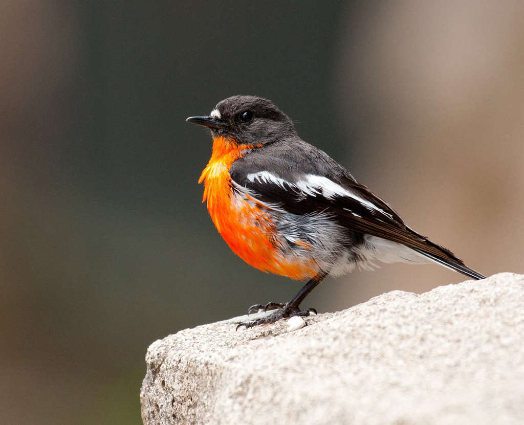 Flame Robin from Alpine, AU-VI, AU on January 13, 2017 at 10:05 PM by ...