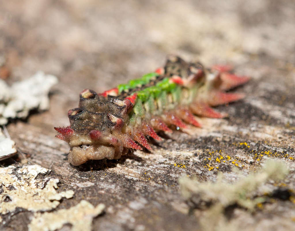 Painted Cup Moth from Golden Plains - South-East, AU-VI, AU on October ...