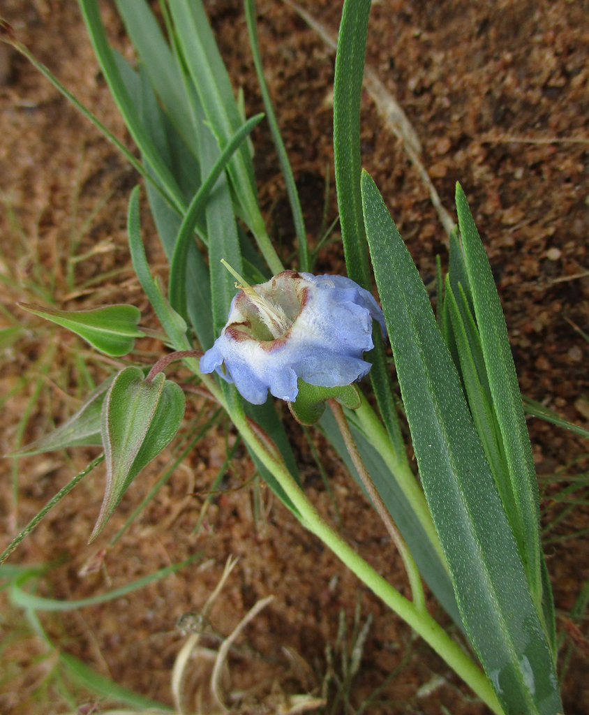 Trichodesma angustifolium (Plants of Lekwena Wildlife Estate) · iNaturalist