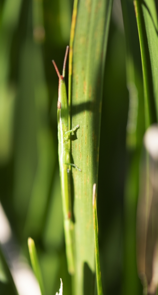 Common Psednura from Blackburn North VIC 3130, Australia on May 25 ...