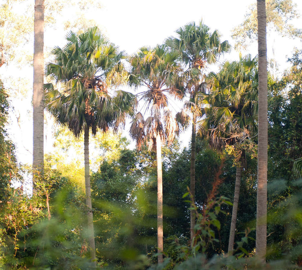 Australian Fan Palm (Livistona australis) - Botanical Realm