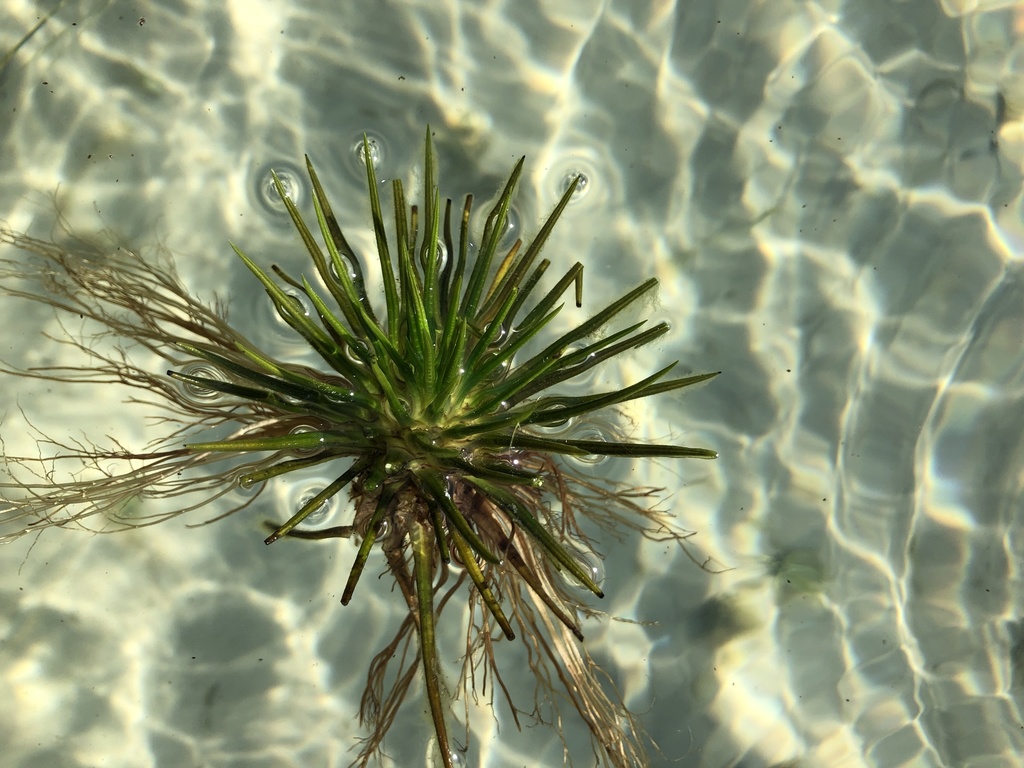 quillworts (Isoetes) - Botanical Realm