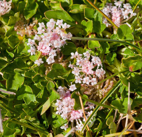 Subspecies Trachymene humilis breviscapa · iNaturalist