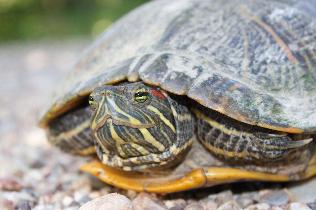 Red-eared Slider in April 2017 by Beth Anderson · iNaturalist