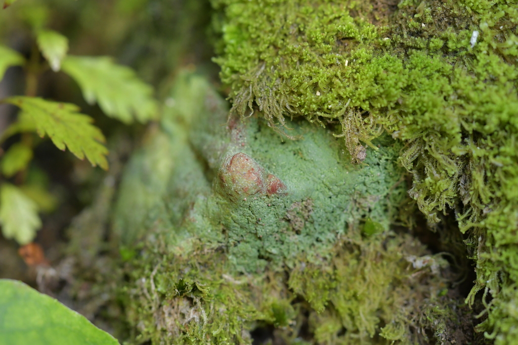 common lichens from Mount Bruce 5881, New Zealand on May 23, 2020 at 01 ...