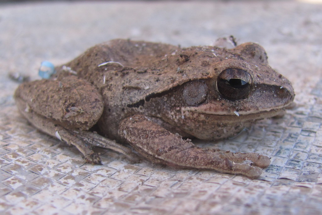 Chunam Tree Frog from Adrash Nagar, Nepalgunj 21900, Nepal on December ...
