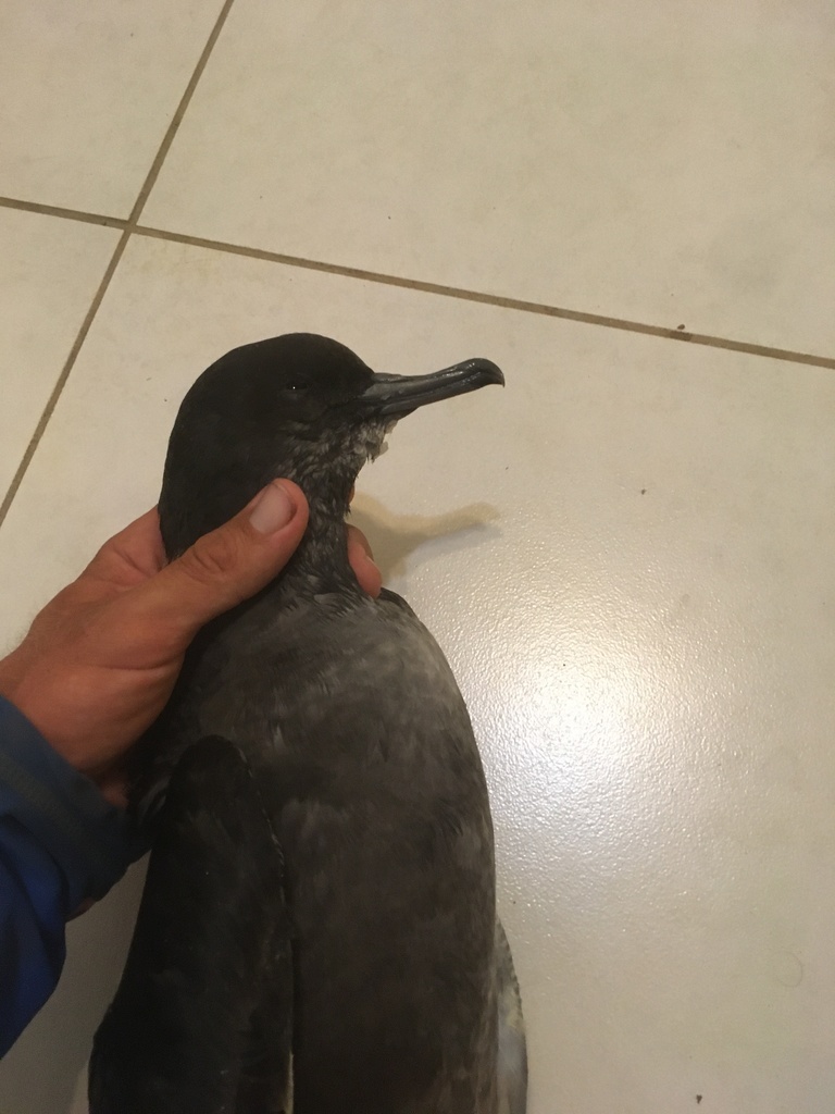 Sooty Shearwater from Bay Front Street, Saba, BQ on May 24, 2020 at 07: ...