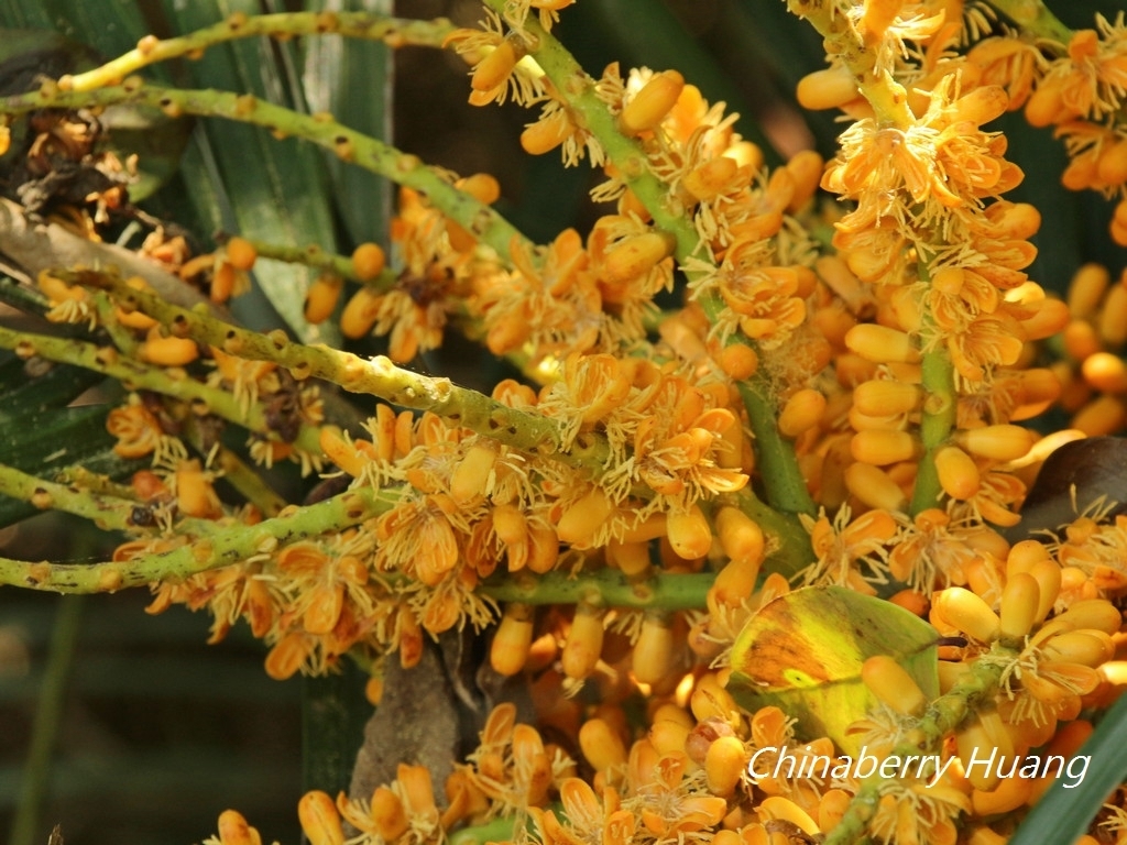 Arenga Palm (Arenga engleri) - Botanical Realm
