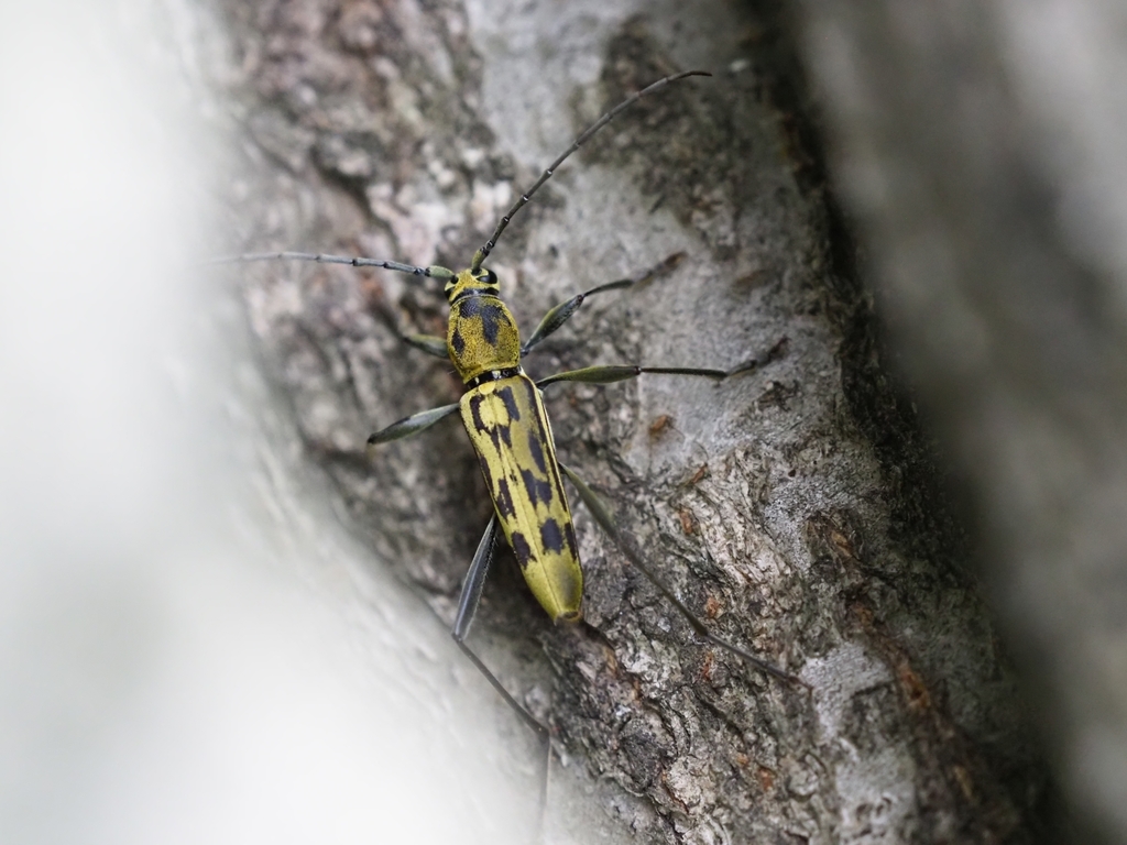 Demonax notabilis in May 2020 by akira · iNaturalist