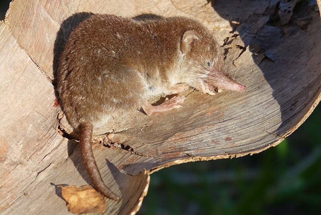 Greater Red Musk Shrew from 10A Lindsay St, Hunters Home, Knysna, 6571 ...