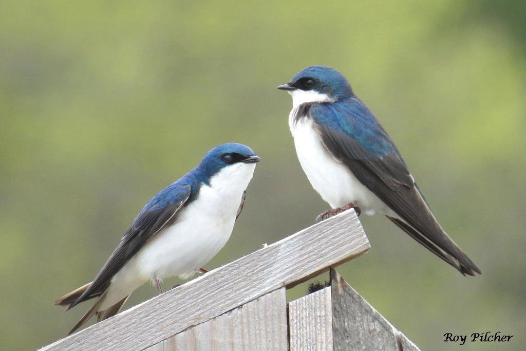 Tree Swallow (Birds of Cincinnati) · iNaturalist