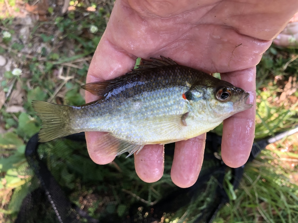 Redear Sunfish from Fowl River Rd, Theodore, AL, US on May 24, 2020 at ...