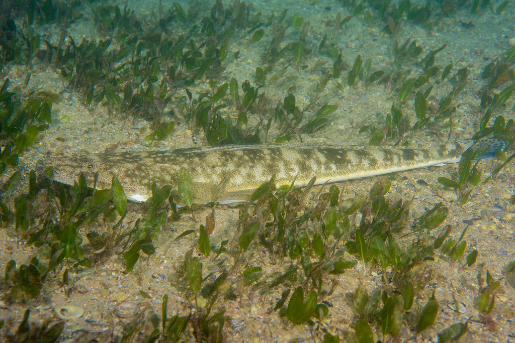 Dusky Flathead (Platycephalus fuscus) - Marine Life Identification