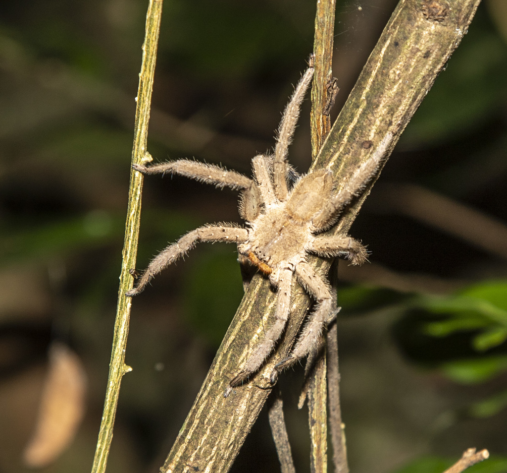 Heteropoda onoi from Trân Châu, Cát Hải, Hải Phòng, Vietnam on May 19 ...