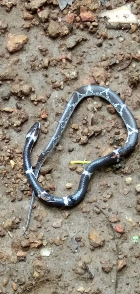 Indian Wolf Snake from Thrissur on May 25, 2020 at 10:13 AM by ...
