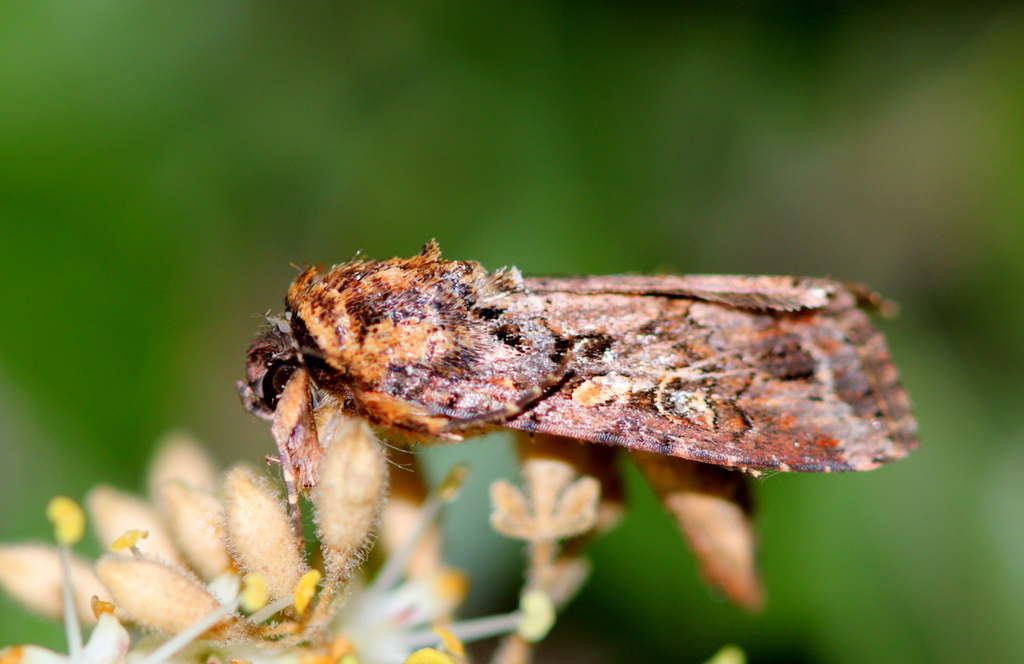 Armyworm Moths from Wonderboom, Pretoria, 0182, South Africa on May 25 ...