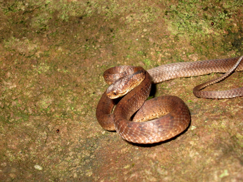 Keeled Slug Snake from Umbulharjo, Cangkringan, Sleman Regency, Special ...