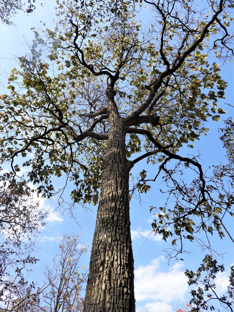 Indian Laurel from pench national park on March 11, 2017 at 03:45 PM by ...