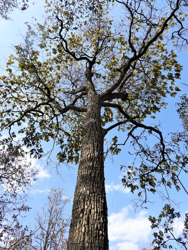 Terminalia tomentosa · iNaturalist Ecuador