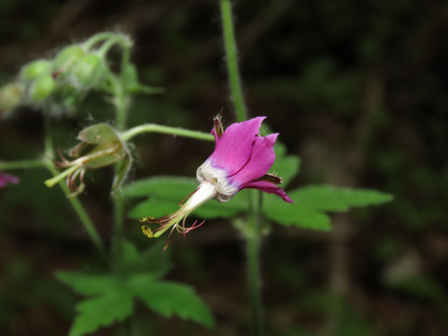 Reflexed Crane's-Bill (Geranium reflexum) · iNaturalist