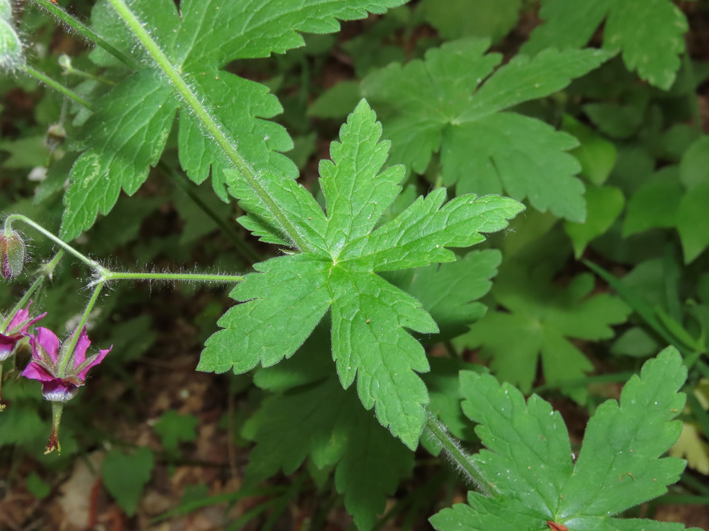 Reflexed Crane's-bill (Geranium reflexum) - Botanical Realm