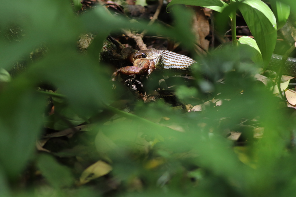 Indo-Chinese Rat Snake in June 2017 by Lag. eating a Lesser Spiny Frog ...