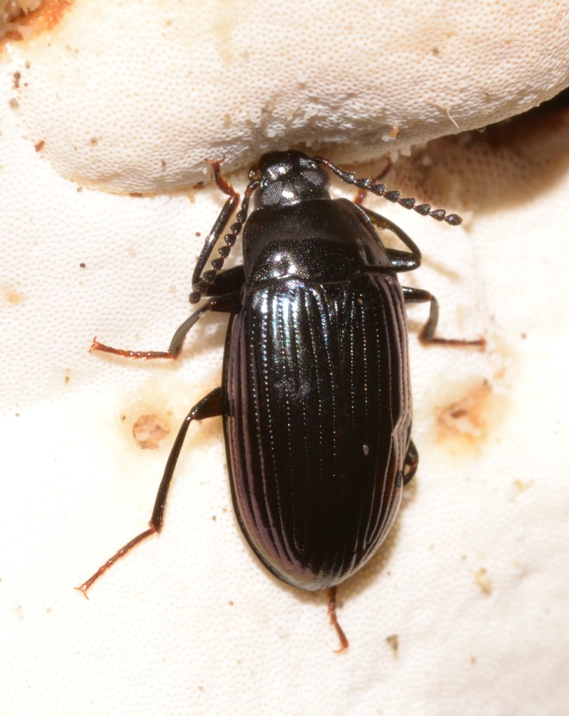 Ceropria peregrina (Beetles of Coffs Harbour NSW, AU) · iNaturalist