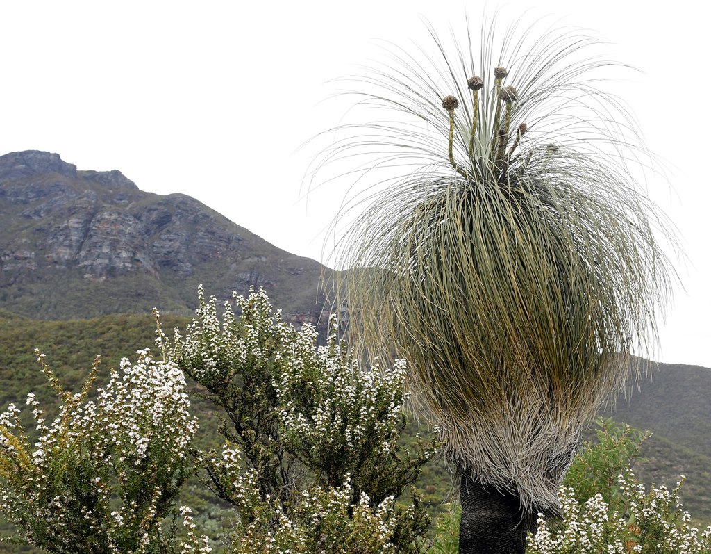 bullanock (Kingia australis) - Botanical Realm