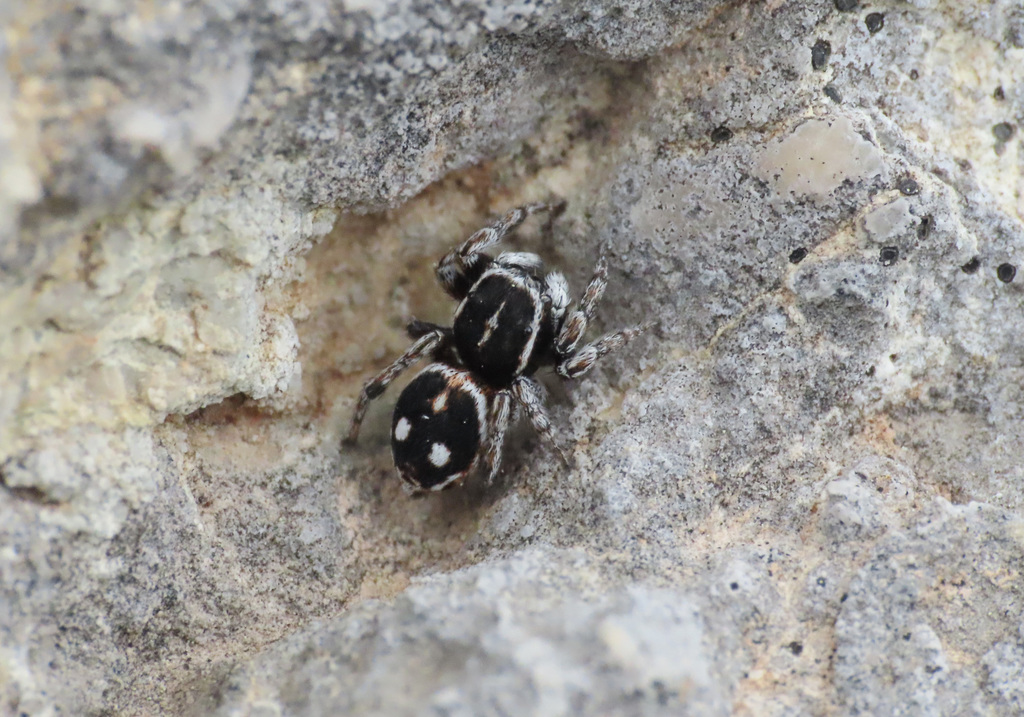Attulus atricapillus from Provincia dell'Aquila, Italia on May 24, 2020 ...