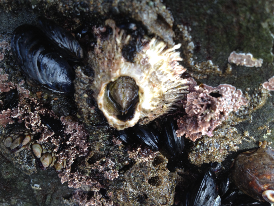 thatched barnacle (Multi-Agency Rocky Intertidal Network ) · iNaturalist