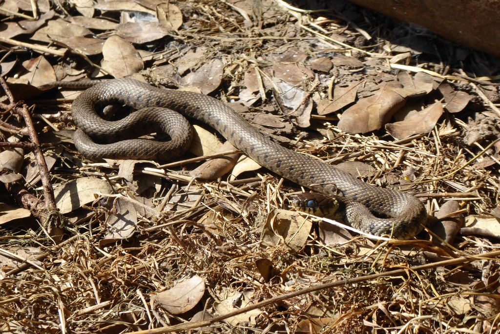 barred grass snake from Great Wakering, Essex, UK on May 25, 2020 by ...