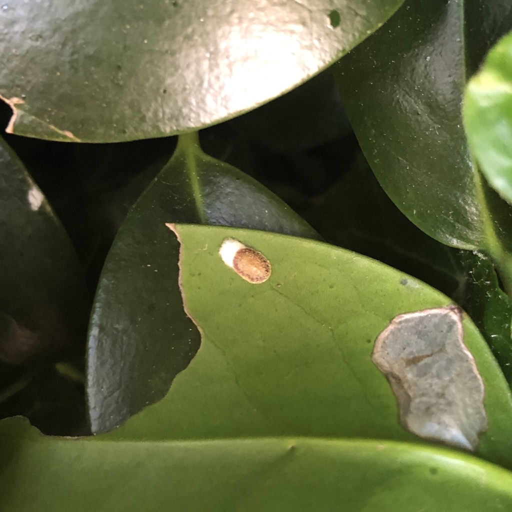 Soft scales from Great Britain, Derby, England, GB on May 25, 2020 at ...