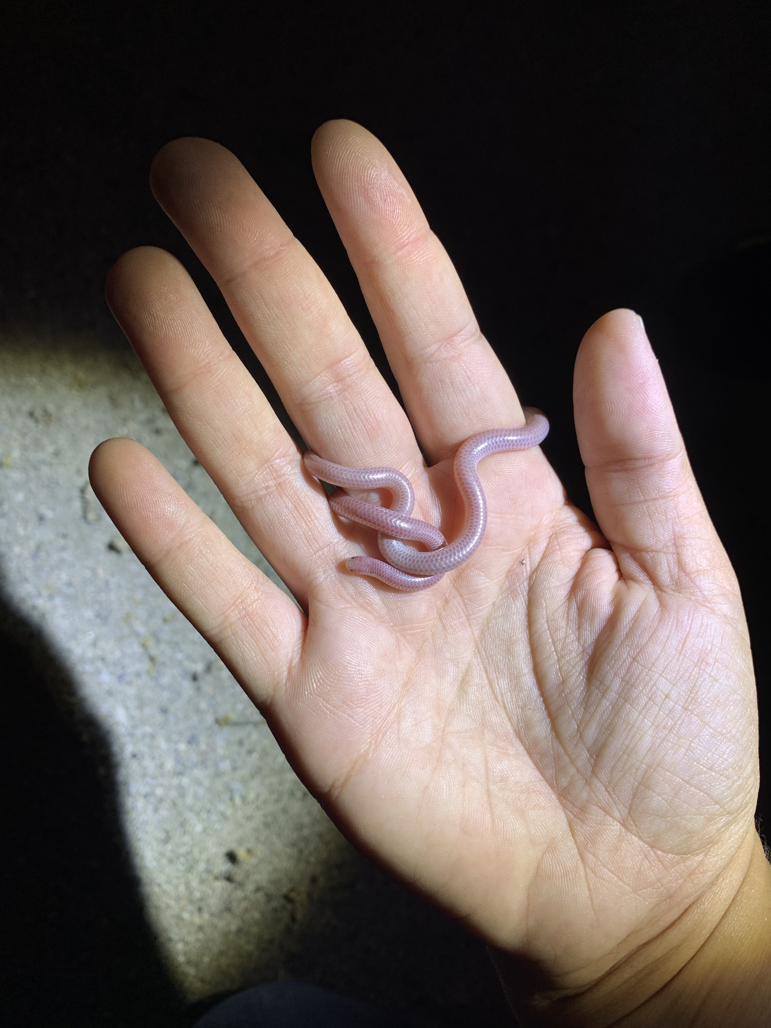 Rena humilis humilis