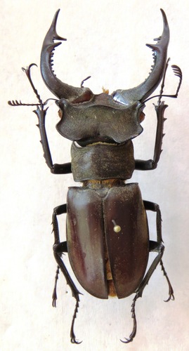 Lucanus nobilis · iNaturalist