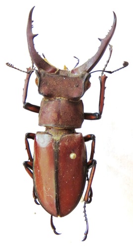 Lucanus luci · iNaturalist Mexico