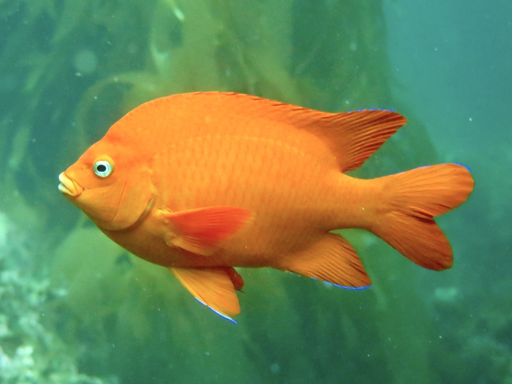 Garibaldi (Saltwater Fish of California) · iNaturalist