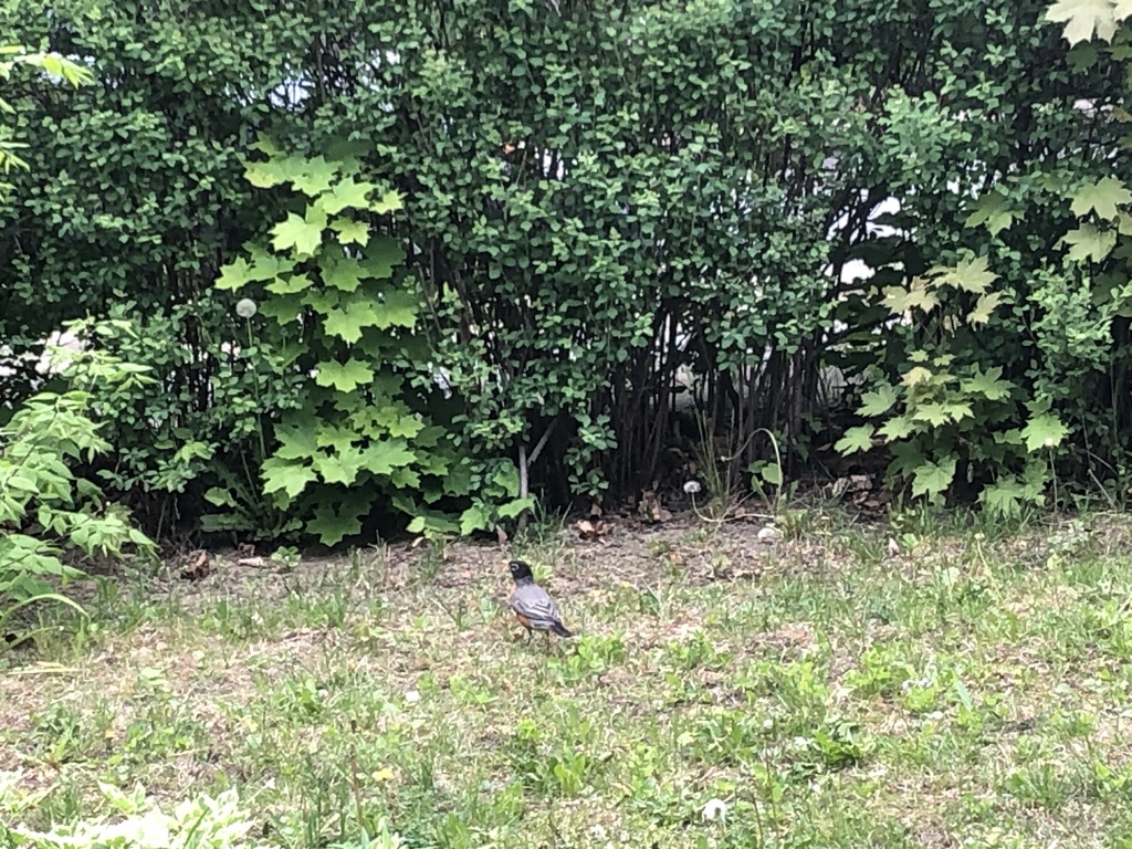 American Robin from Île Jésus, Laval, QC, CA on May 25, 2020 at 02:12 ...