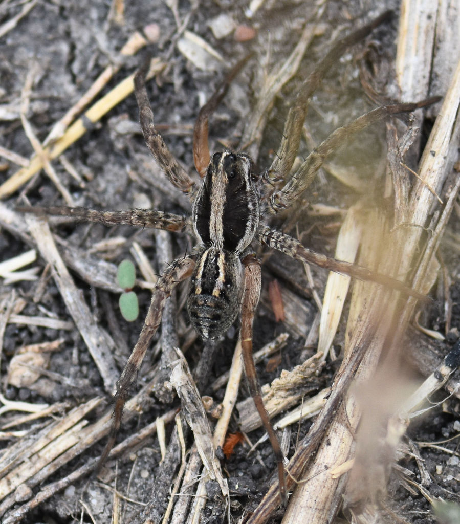 lance wolf spider from CR 418, Milam County, TX, USA on May 24, 2020 at ...