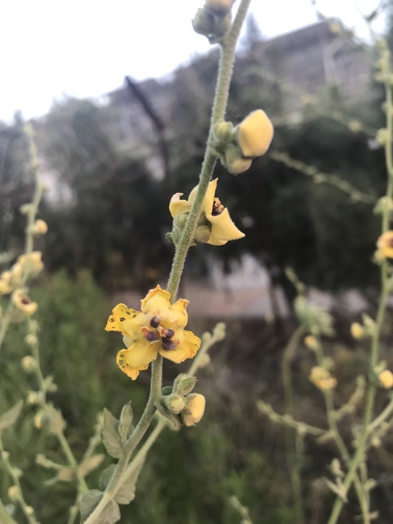 wavyleaf mullein from HaZafon, IL on May 18, 2020 by syp · iNaturalist