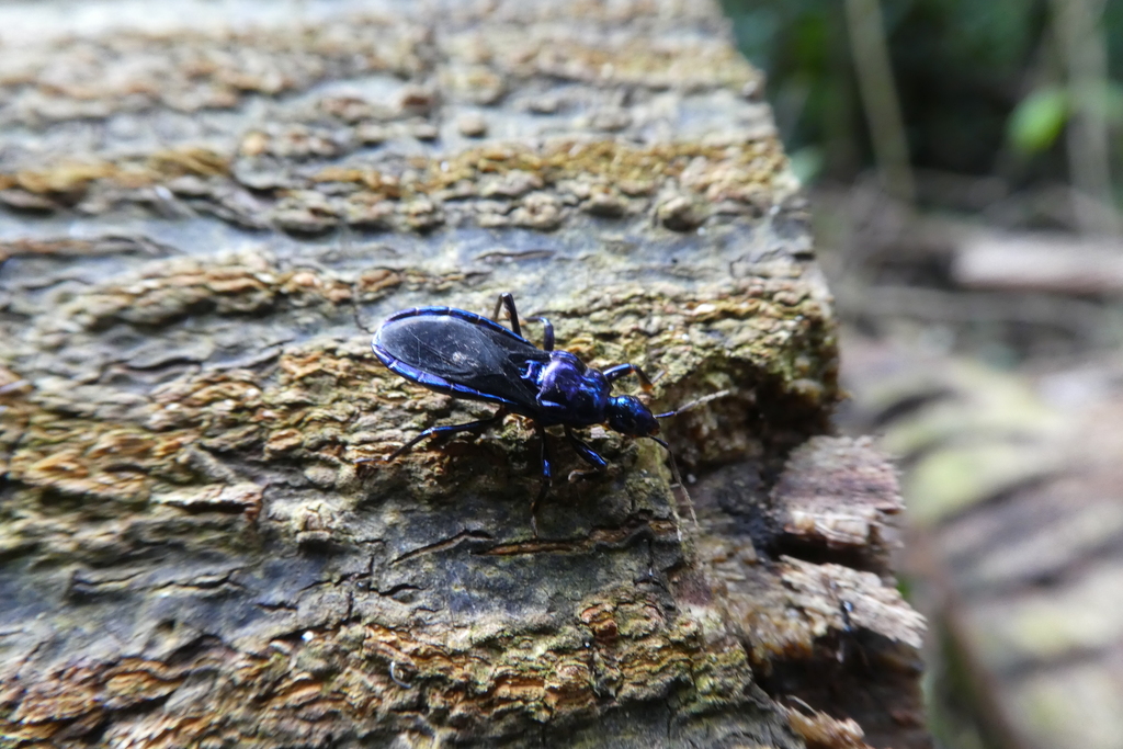 Millipede Assassin Bugs from Atiwa District, Ghana on October 9, 2019 ...