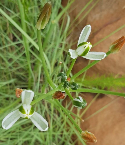 Variety Albuca fastigiata fastigiata · iNaturalist