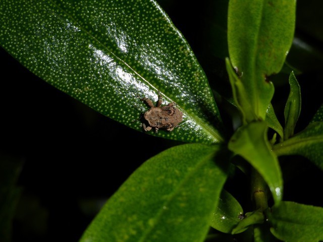 Cryptorhynchinae from Puangiangi Island, Marlborough, New Zealand on ...