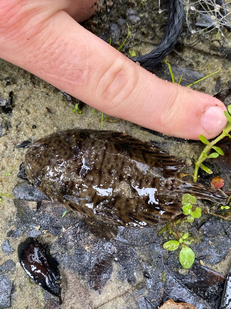 Hogchoker from Myakka City, FL 34251, USA on May 25, 2020 at 03:11 PM ...